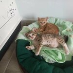 Asya Pet Veteriner Kliniği (Mardin, Kızıltepe, Tepebaşı Mah., 699/C Sok.), veteriner klinikleri  Kızıltepe'den