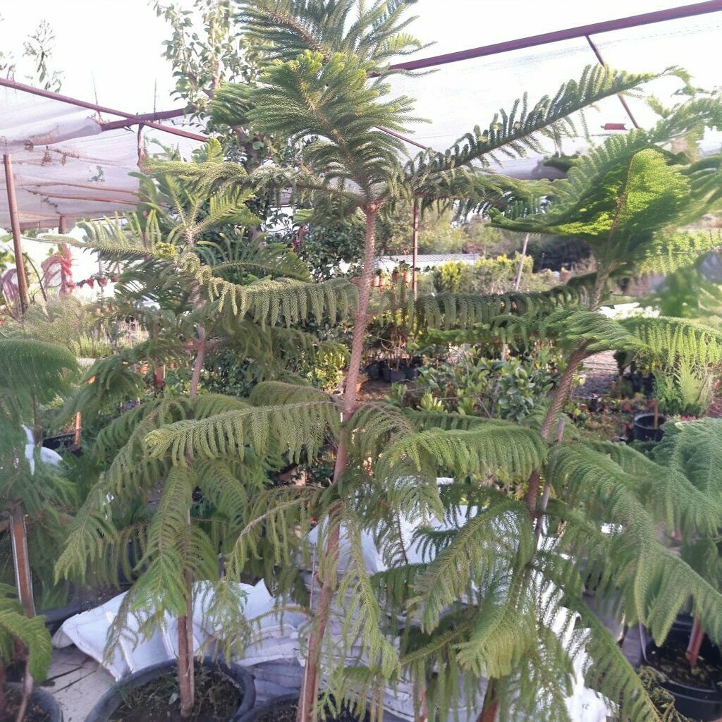 Bahçecilik mağazaları Ata Peyzaj Bodrum Limon Çamı Bahçe Bitkileri Hazır Çim, Bodrum, foto
