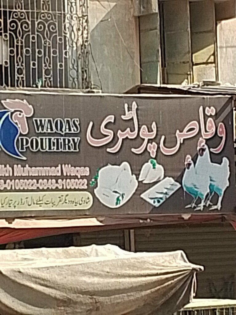 Kanatlı hayvan ürünleri ve yumurta Waqas poletry, Karaçi, foto