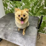 Bahçelievler Pet Park Pet Kuaför Petshop (Antalya, Muratpaşa, Turgut Reis Cad., 19), evcil hayvan kuaförleri  Antalya'dan