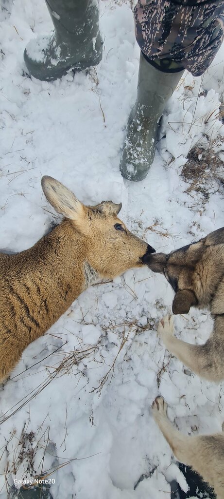Avcılar ve balıkçılar Ostrovskoye okhotkhozyaystvo, Volgogradskaya oblastı, foto