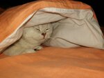 Гостиница для животных (Malinovaya Street No:1), pet otel  Soçi'den