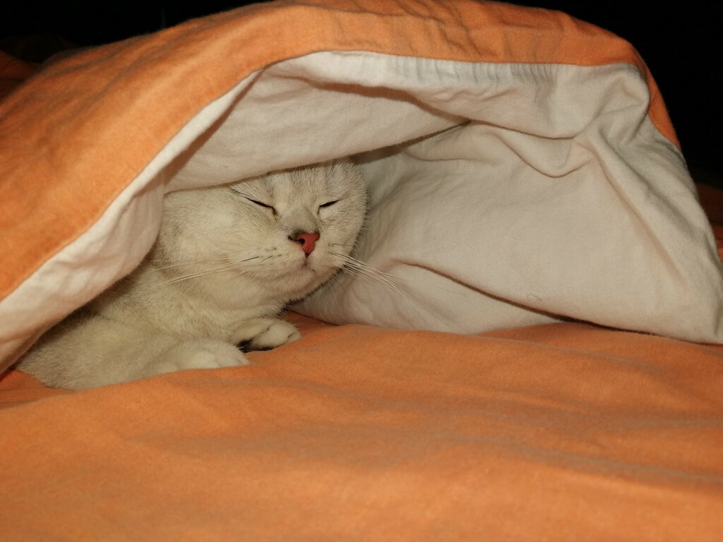 Pet otel Гостиница для животных, Soçi, foto