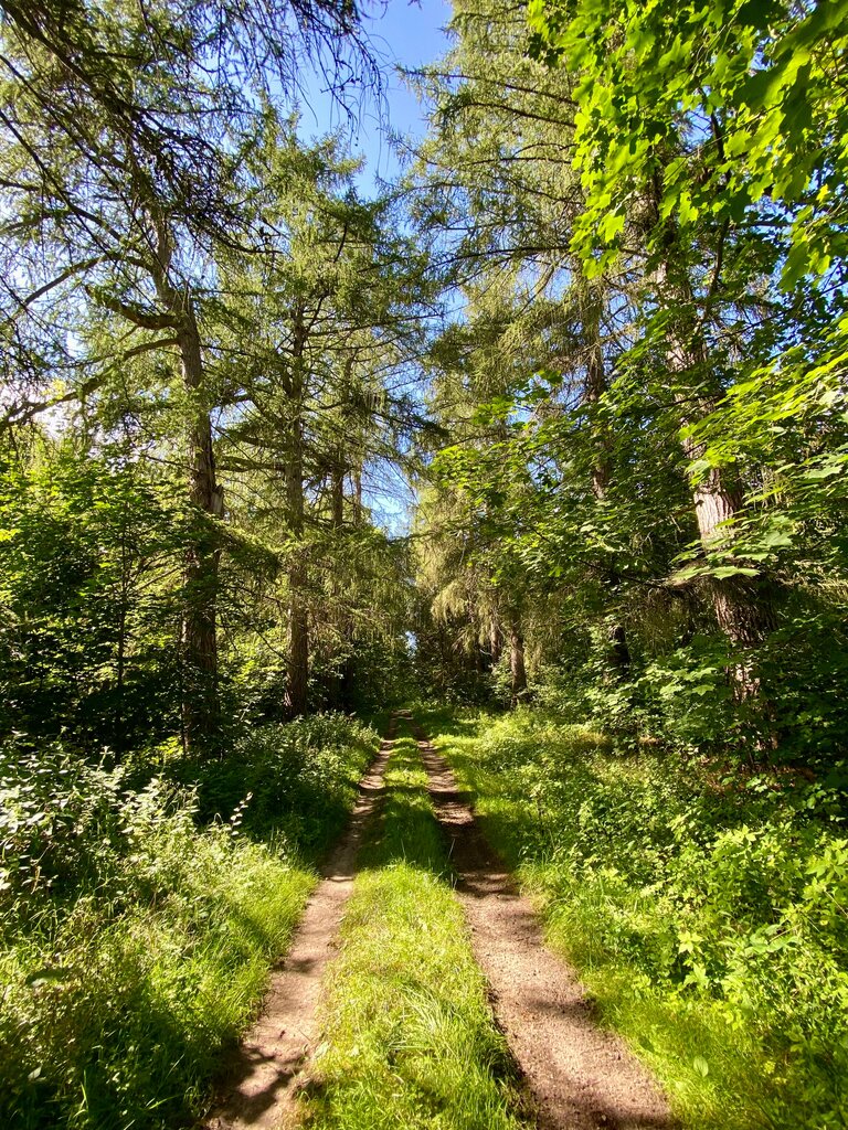 Orman Зелёный лес, Kaliningradskaya oblastı, foto