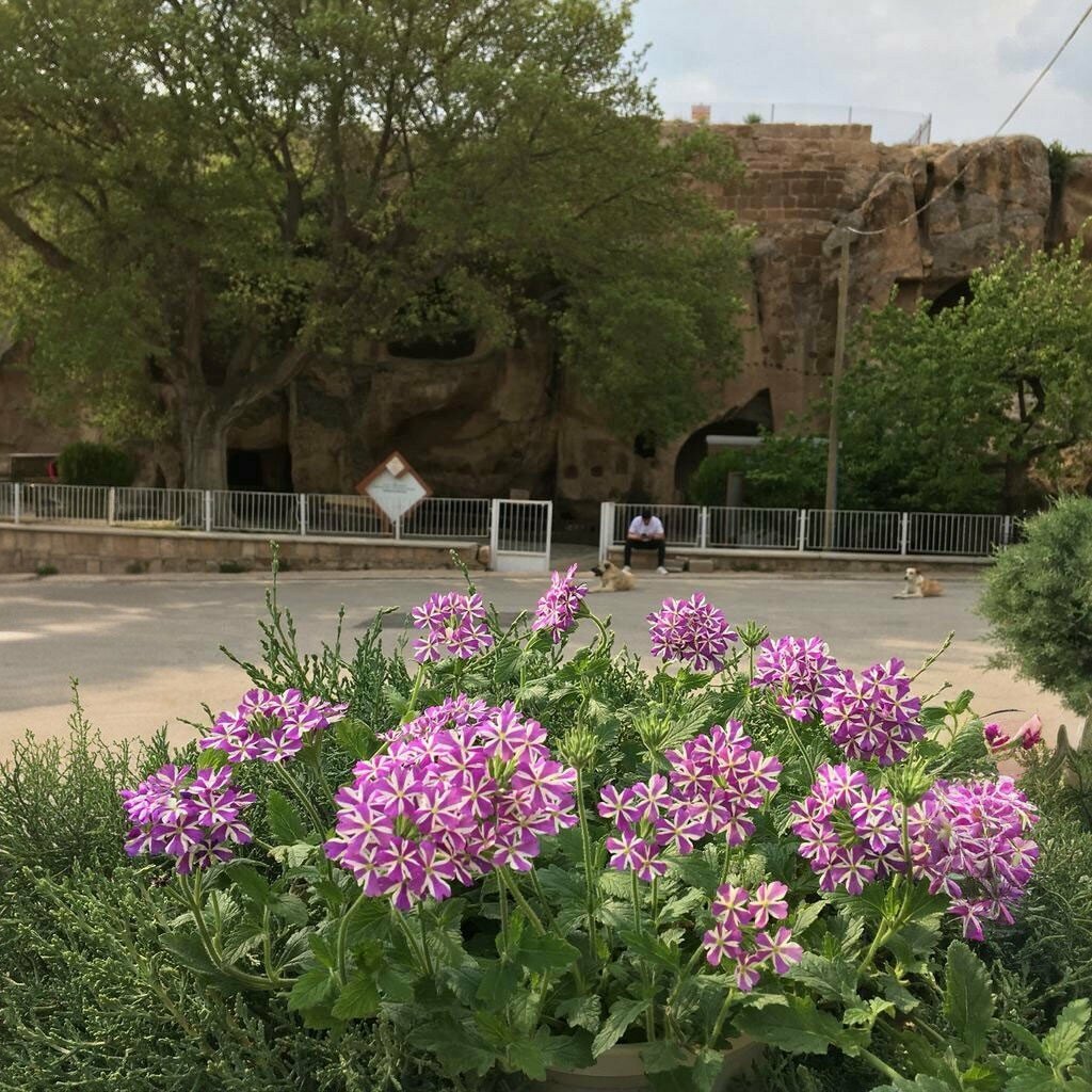 Restoran Gümüş Sini Organik Kahvaltı Salonu, Niğde, foto
