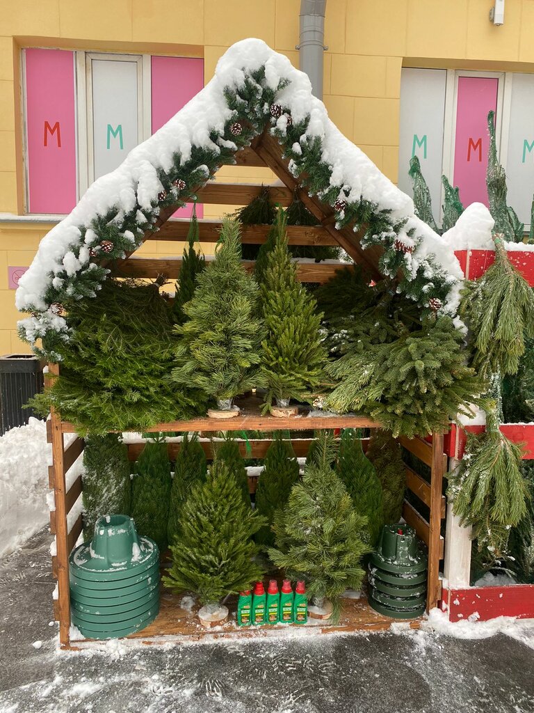 Çam ağacı pazarı Ёлки, Saint‑Petersburg, foto