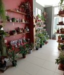 Goldcicekevikapakli (Tekirdağ, Kapaklı, İnönü Mah., Eskicami Cad., 18), hediyelik eşya mağazaları  Kapaklı'dan