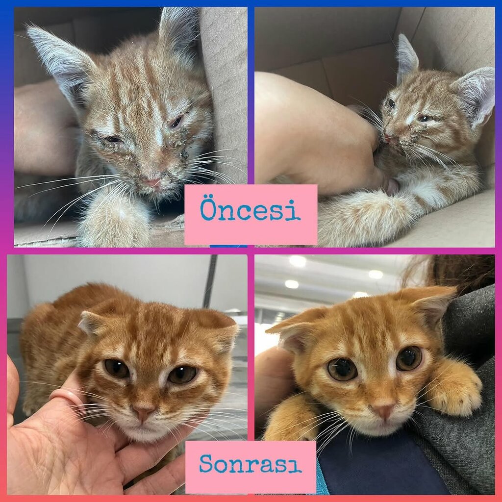 Veteriner klinikleri Mascote, İzmir, foto