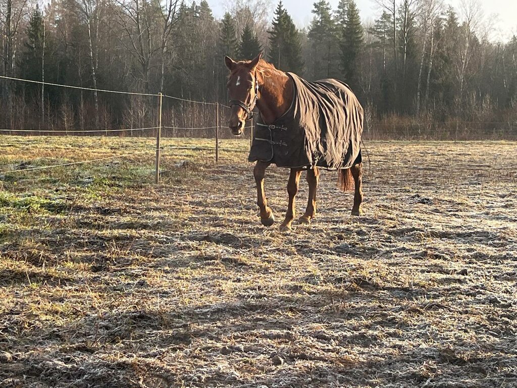 At ve binicilik kulüpleri Сивка-Бурка, Saint‑Petersburg ve Leningradskaya oblastı, foto