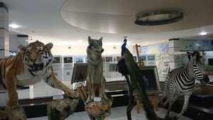 Özbekistan Devlet Tabiat Müzesi (Zarqaynar Street No:1, Tashkent), müzeler ve sanat galerileri  Taşkent'ten