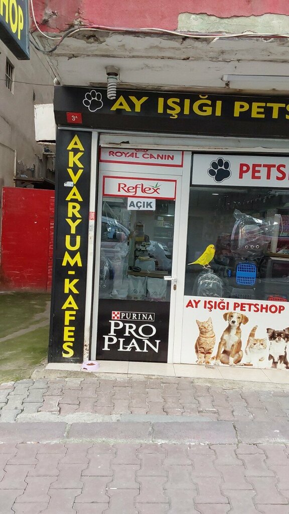 Petshop Ay Işığı Petshop, İstanbul, foto