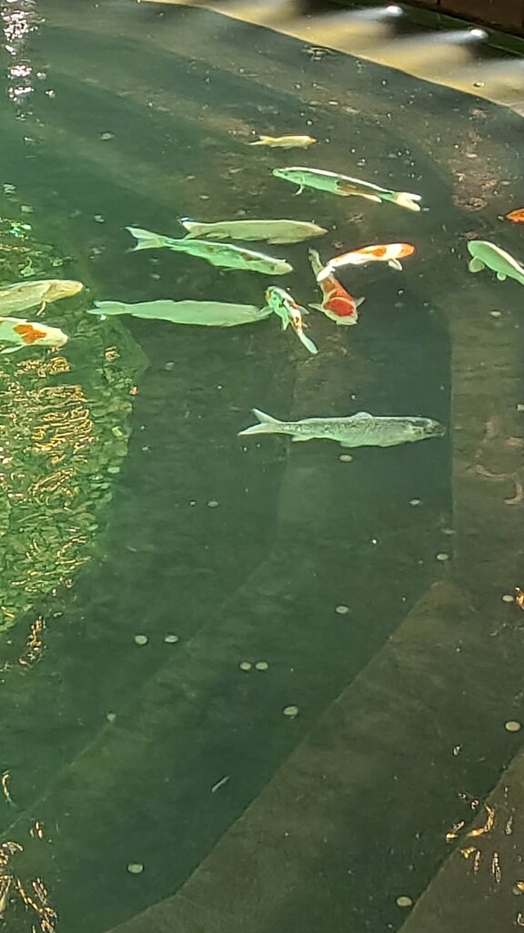 Stadyum Bahreyn millî stadı, Dünya, foto