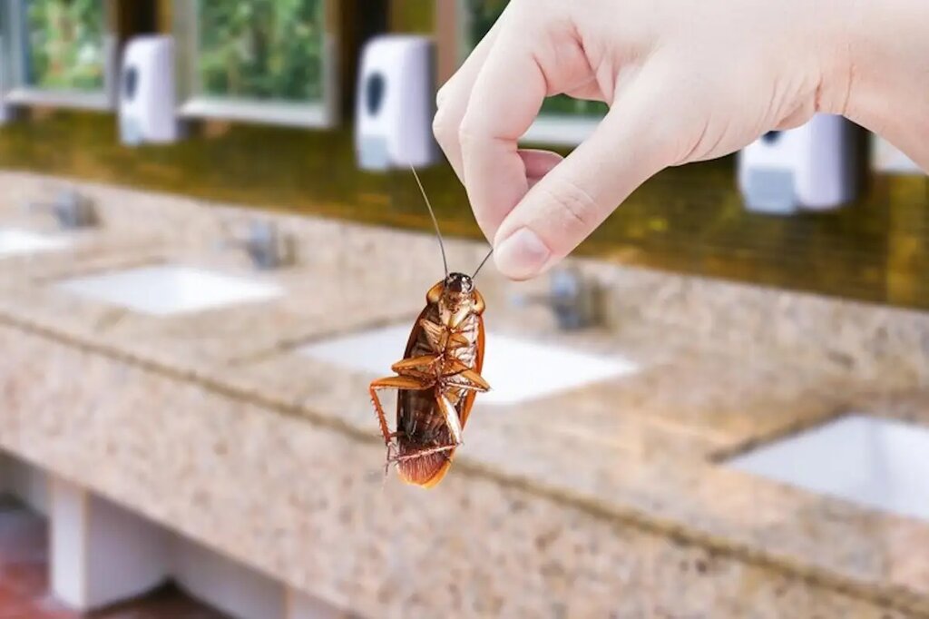 Haşere ilaçlama firmaları Skmm Pest Control, Sharjah, foto