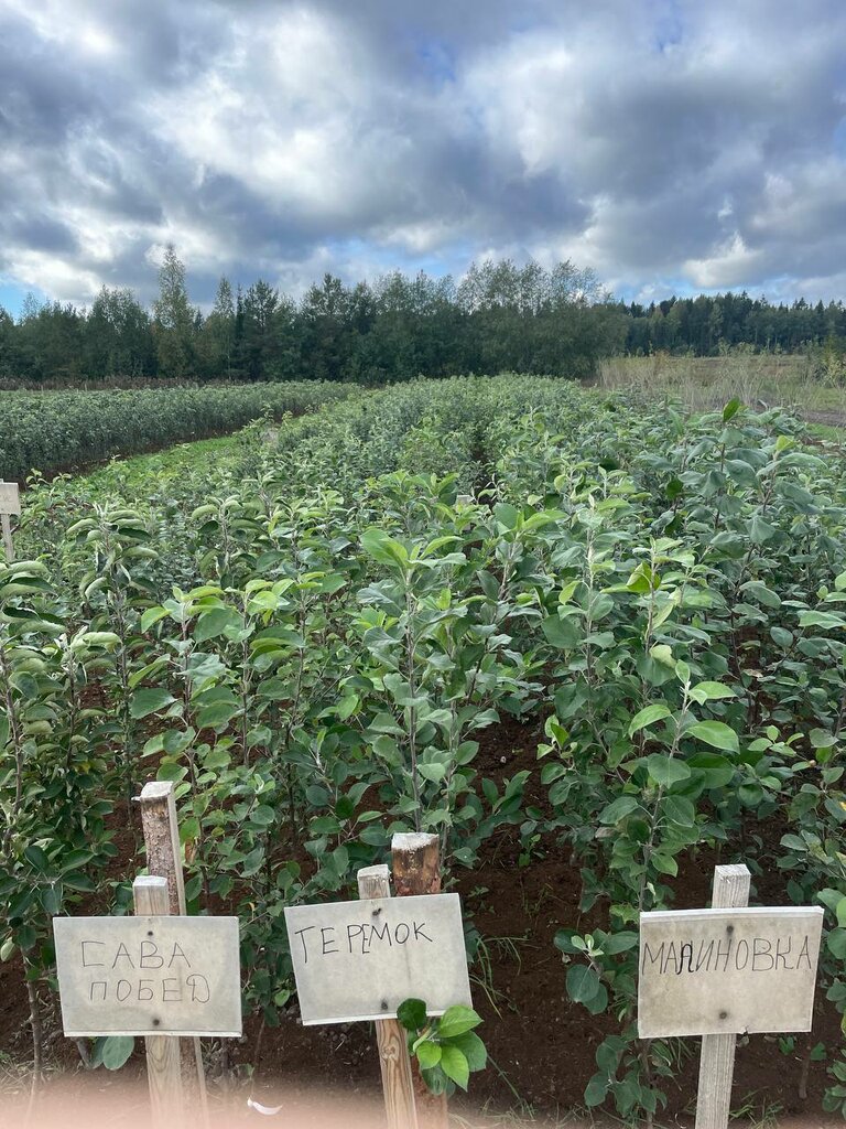 Tarım firmaları Солвиль, Saint‑Petersburg ve Leningradskaya oblastı, foto