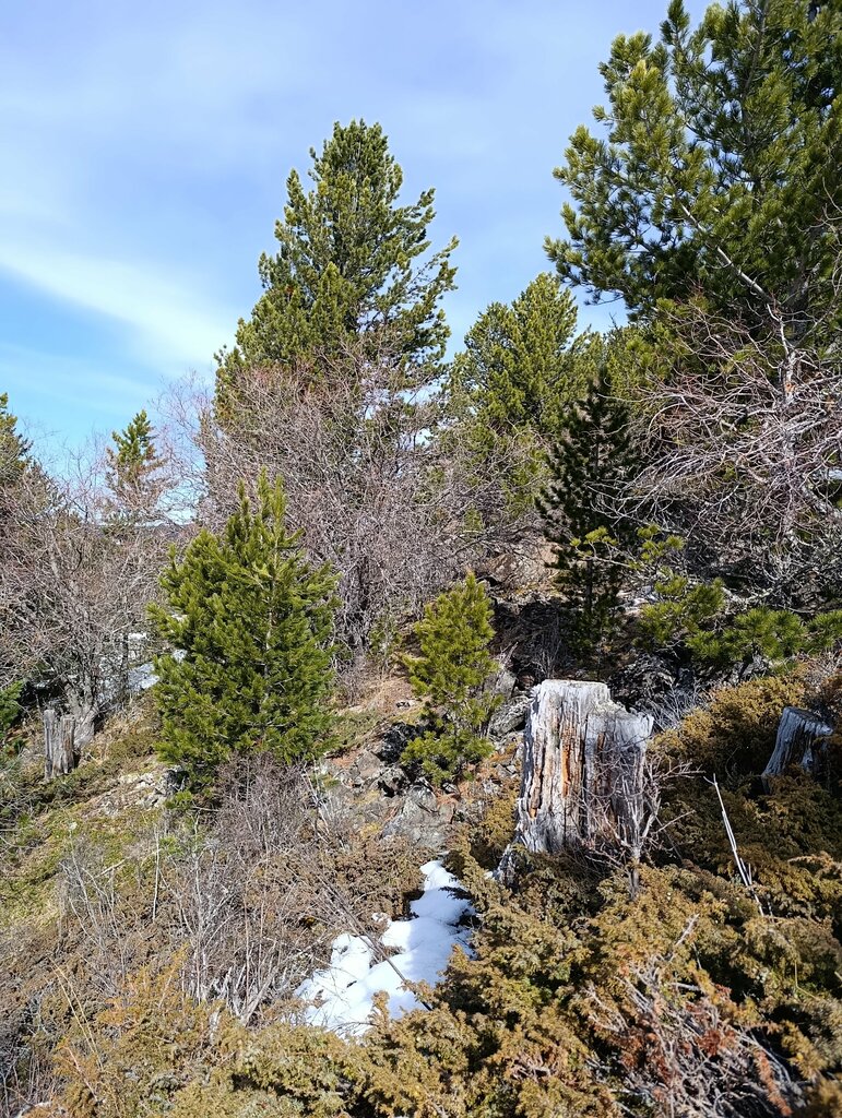 Doğa Crow's Nest, Altay Cumhuriyeti, foto