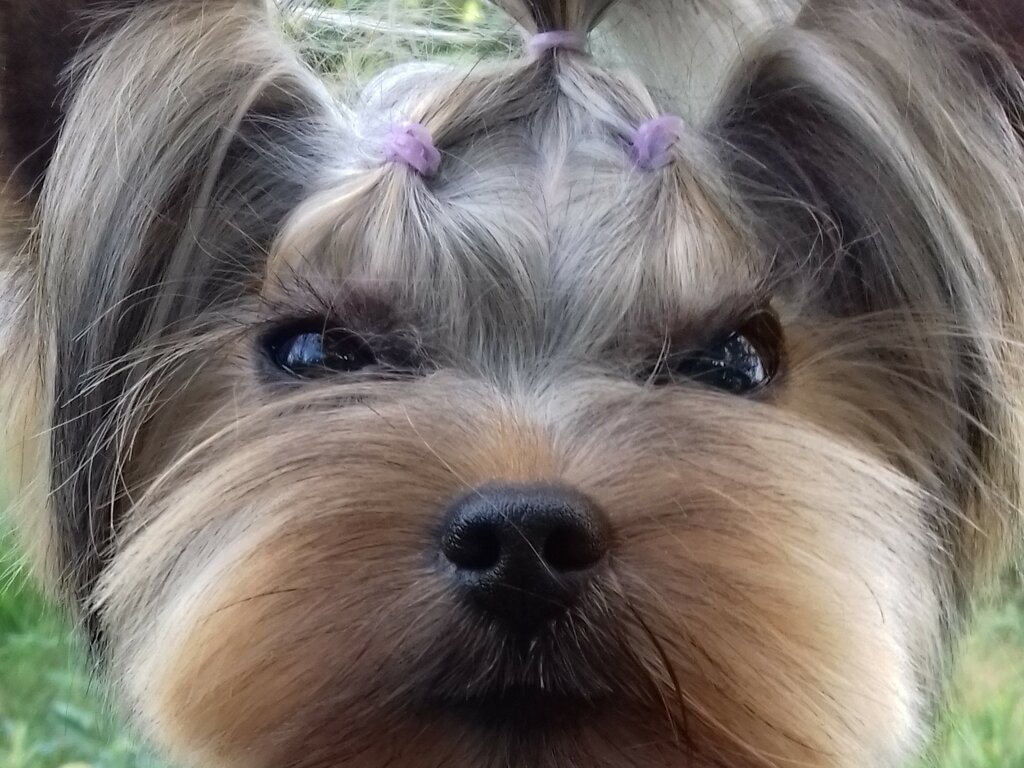 Evcil hayvan kuaförleri Зоостудия Оксаны Лисенко, Samarskaya oblastı, foto