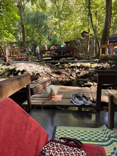 Restoran Tropik Restoran, Kemer, foto