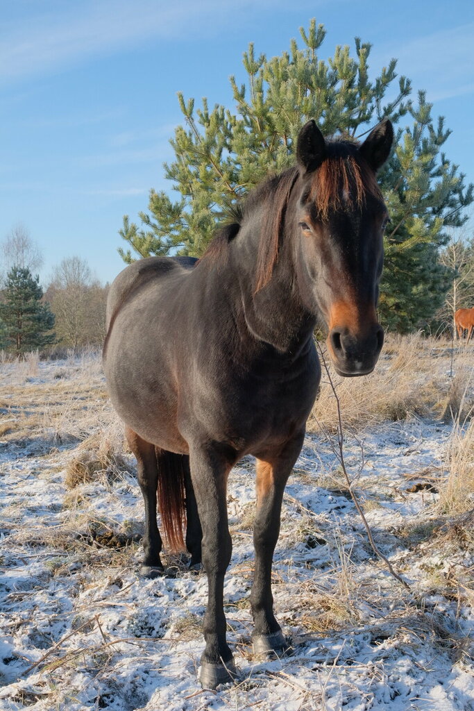 At ve binicilik kulüpleri Конный клуб Чардаш, Pskovskaya oblastı, foto