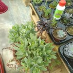Düzce çiçek botanica süs bitkileri (Düzce, Düzce Merkez, Çoban Kavşağı), hediyelik eşya mağazaları  Düzce'den