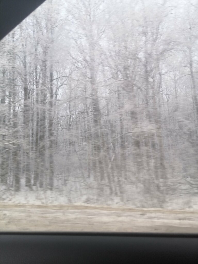 Orman Batratsky Forest, Mordovya, foto