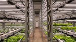 We Grow (Distrital Ate, Calle Rene Descartes, 370), bahçe ekipmanları ve teknolojileri  Lima'dan