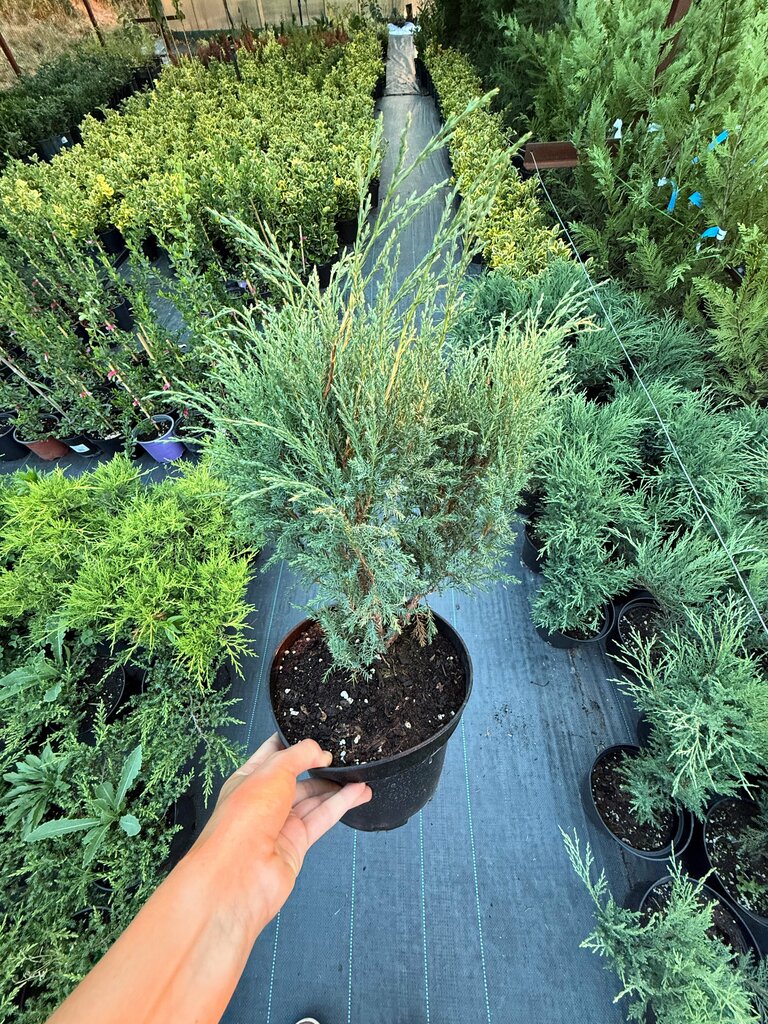 Fidan yetiştiriciliği Южный Сад, Krasnodar, foto