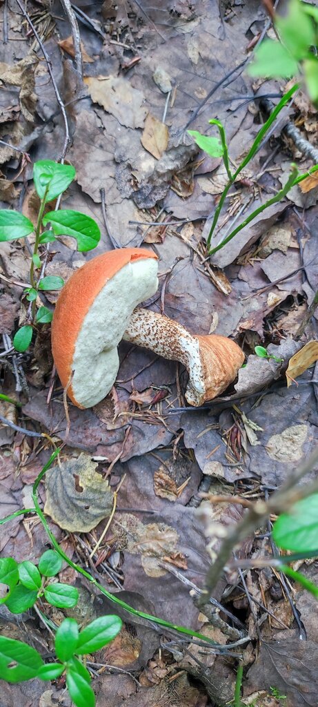 Fast food Шавермы и бургеры, Saint‑Petersburg, foto