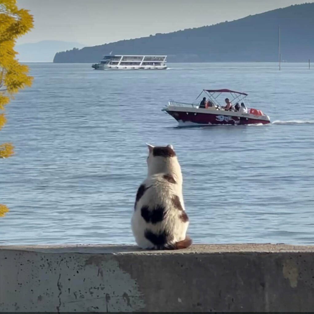 Veteriner klinikleri Veteriner Hekim Hüseyn Ünsal, Manavgat, foto