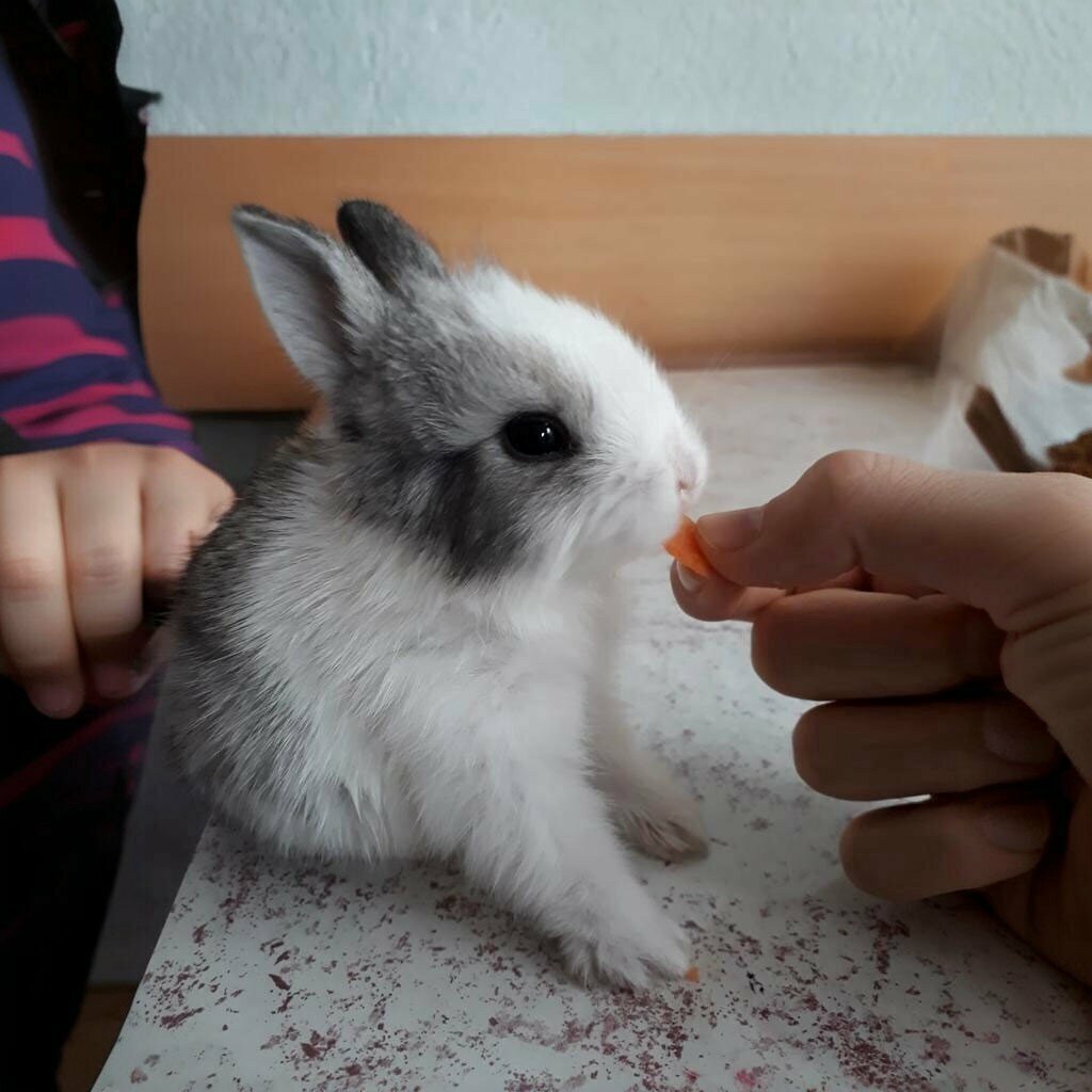 Veteriner klinikleri Pati Ya- Şam Veteriner, Kütahya, foto