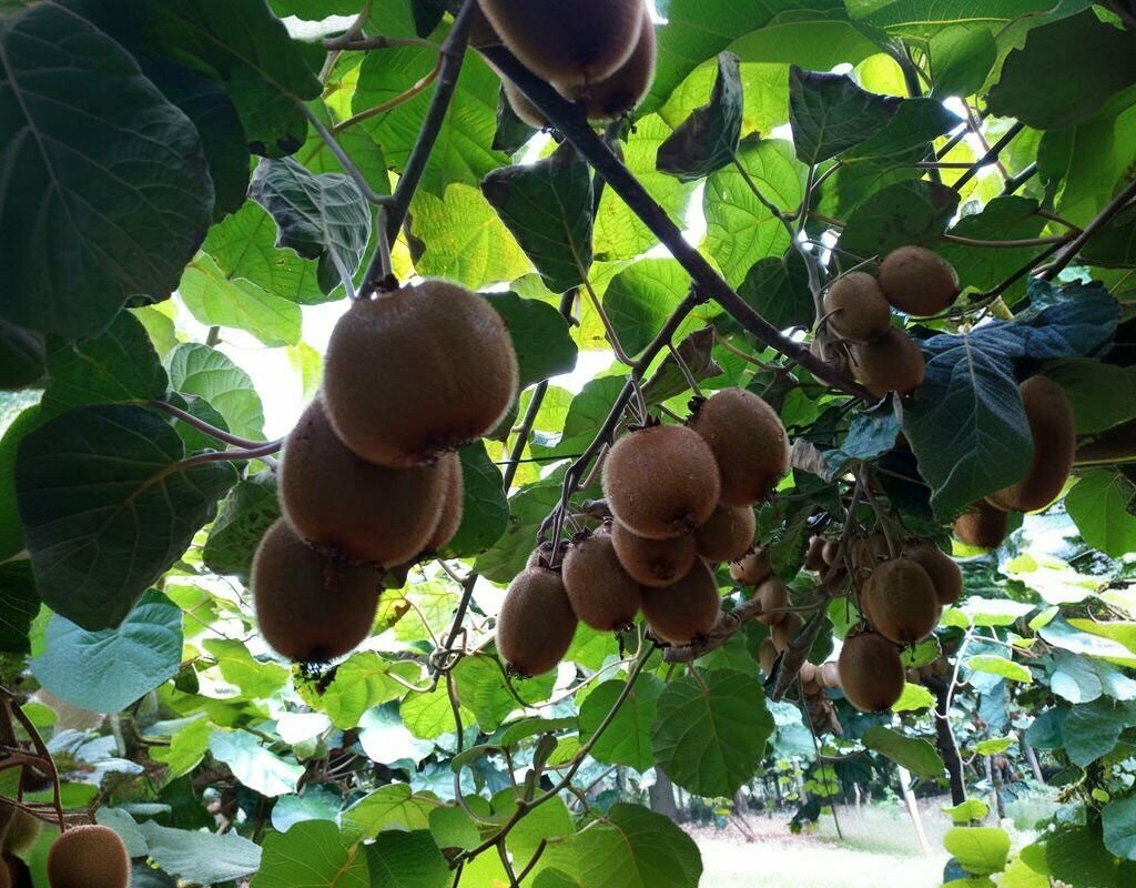 Turistik yerler Yedi Çınarlar, Çınarcık, foto