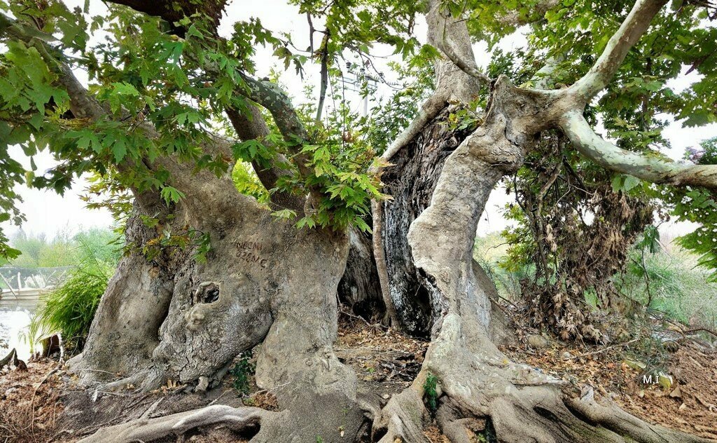 Mezarlıklar Kiziksa Mezarligi, Manyas, foto