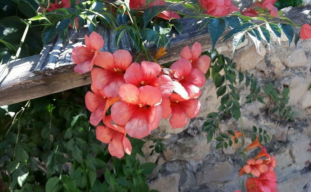 Benzin istasyonu Lukoil, Yazıhan, foto