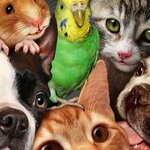 Veterinarnaya klinika na ulitse Kostyleva (Kostyleva Street No:18), veteriner klinikleri  Lomonosov'dan