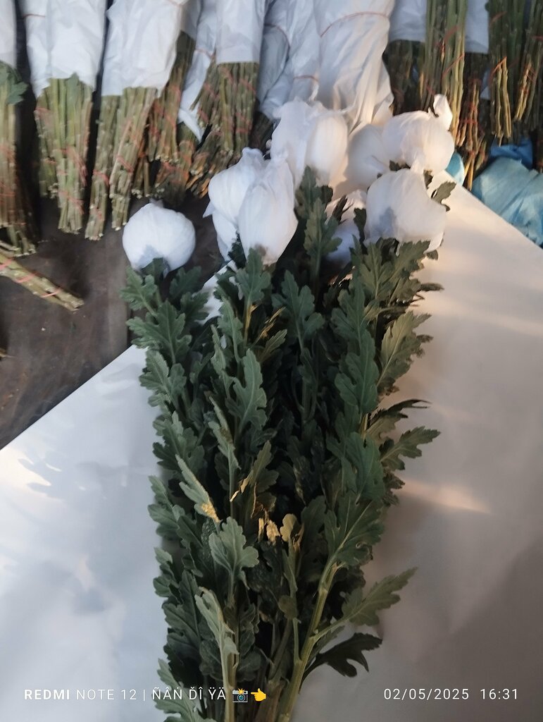 Benzin istasyonu Gas station, Yangon, foto