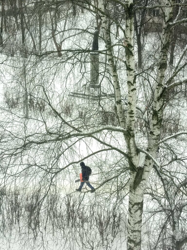 Kültür ve eğlence parkları Urban forest, Izhevsk, foto