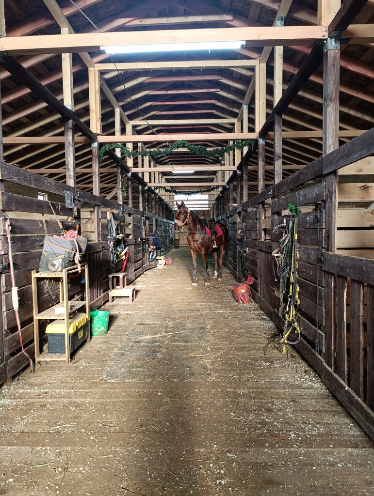 At ve binicilik kulüpleri Konny klub Zingaro, Moskova ve Moskovskaya oblastı, foto