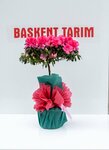 Başkent Tarım iç mekan bitki ve kesme çiçek toptan ve perakende (Ankara, Çankaya, Oğuzlar Mah., Barış Manço Cad., 3E), çiçekçiler  Ankara'dan