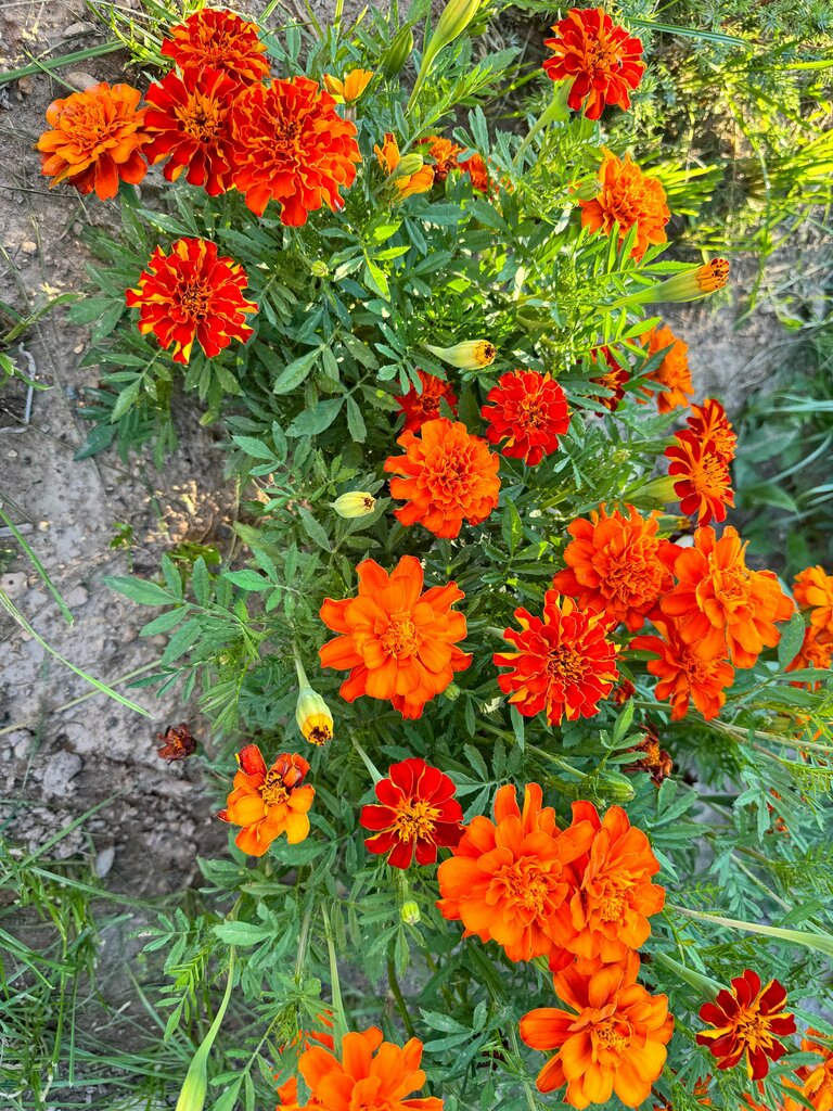 Resort oteller, tesisler БеседкоЛэнд, Kostromskaya oblastı, foto