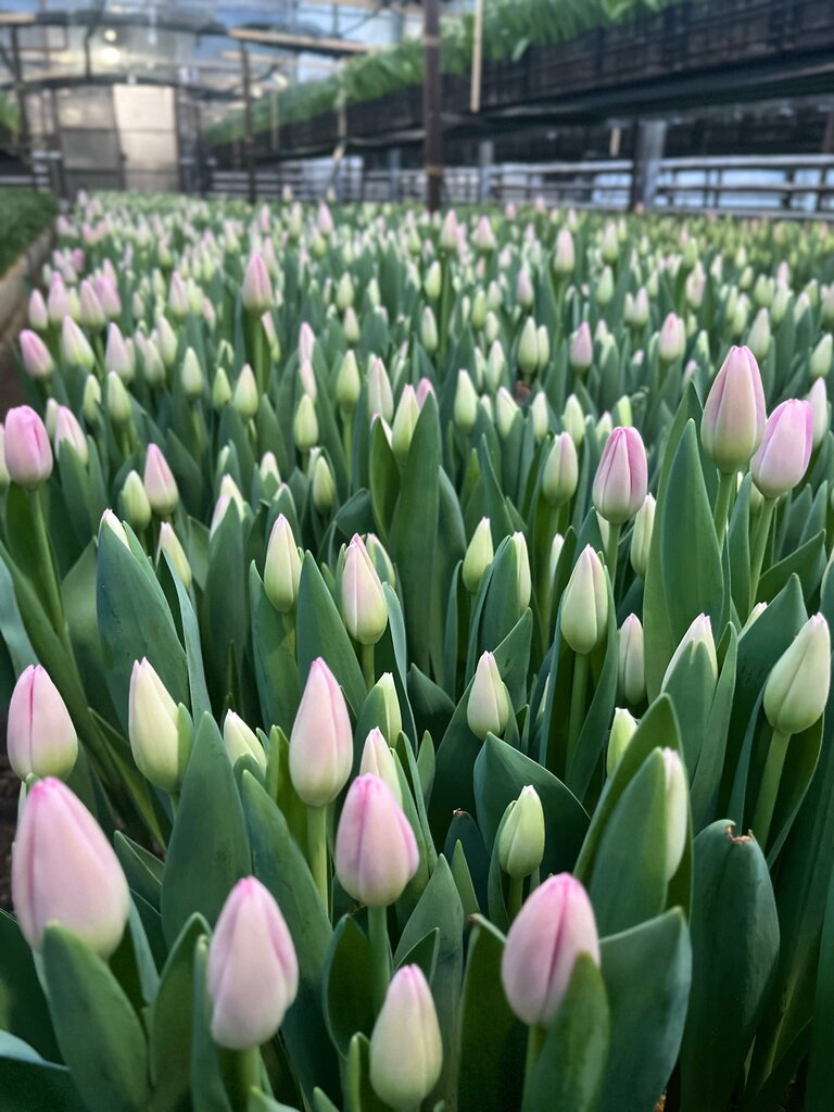 Seracılık Дарю Весну, Stavropolski krayı, foto