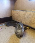 Doggihotel (No:54, Devyatskoe Village), pet otel  Moskova'dan