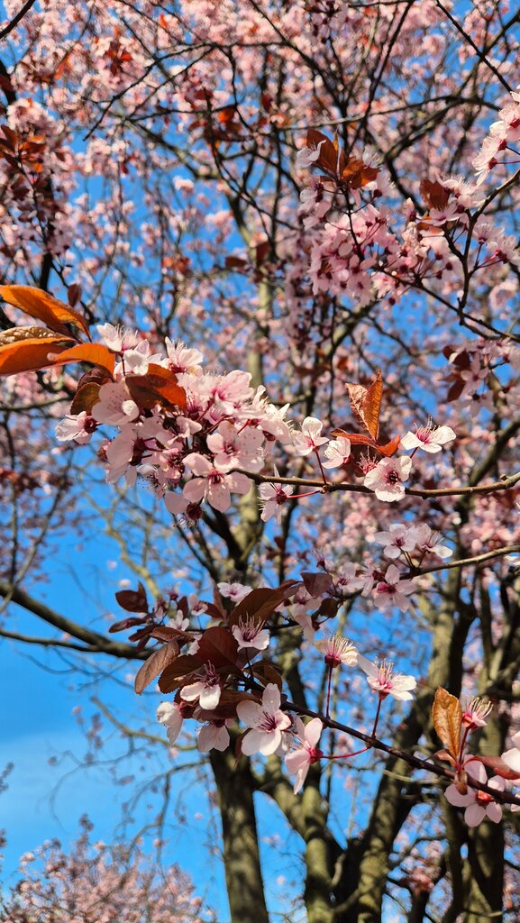 Kültür ve eğlence parkları plac Kasztelański, Varşova, foto