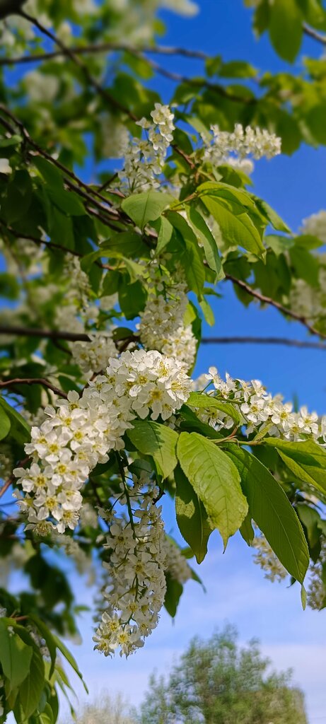 Giriş işareti Сакмарский район, Orenburgskaya oblastı, foto