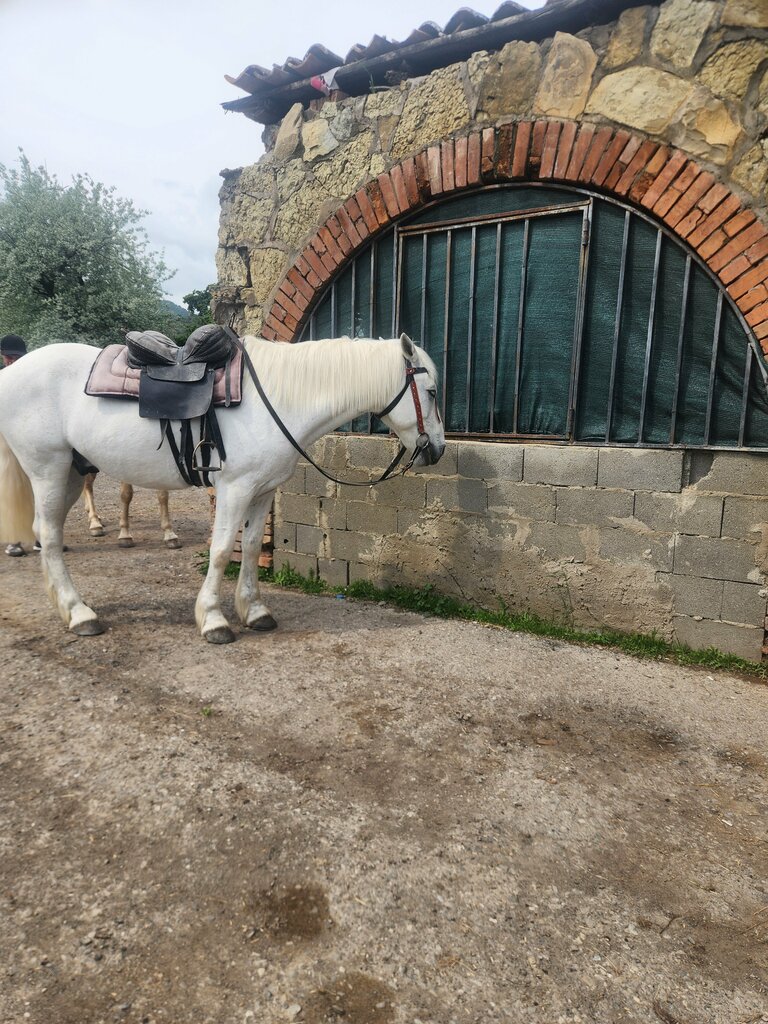 At ve binicilik kulüpleri Horses in Mtskheta, , foto