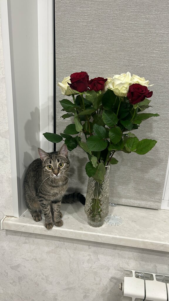 Pansiyonlar, hosteller Общежитие ЦАГИ № 3, Jukovski, foto