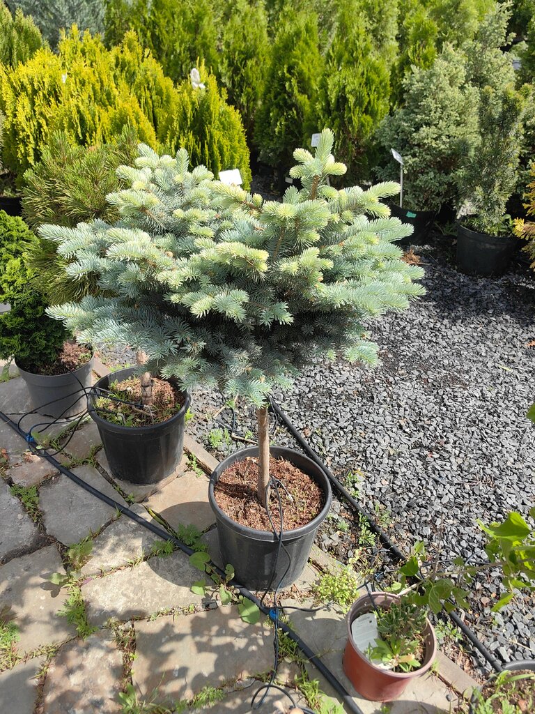 Sera ve bahçe ürünleri Azbuka Rosta, Rostovskaya oblastı, foto