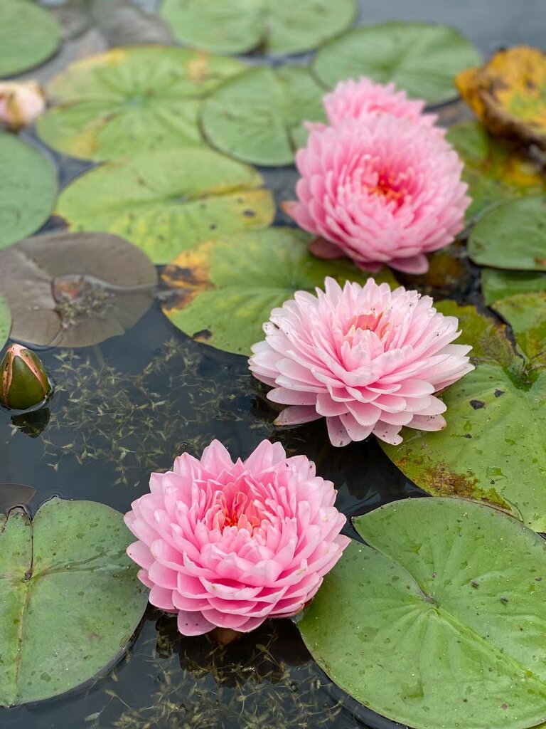 Bahçe Uchebny botanichesky sad Kubanskogo gosudarstvennogo universiteta, Krasnodar, foto