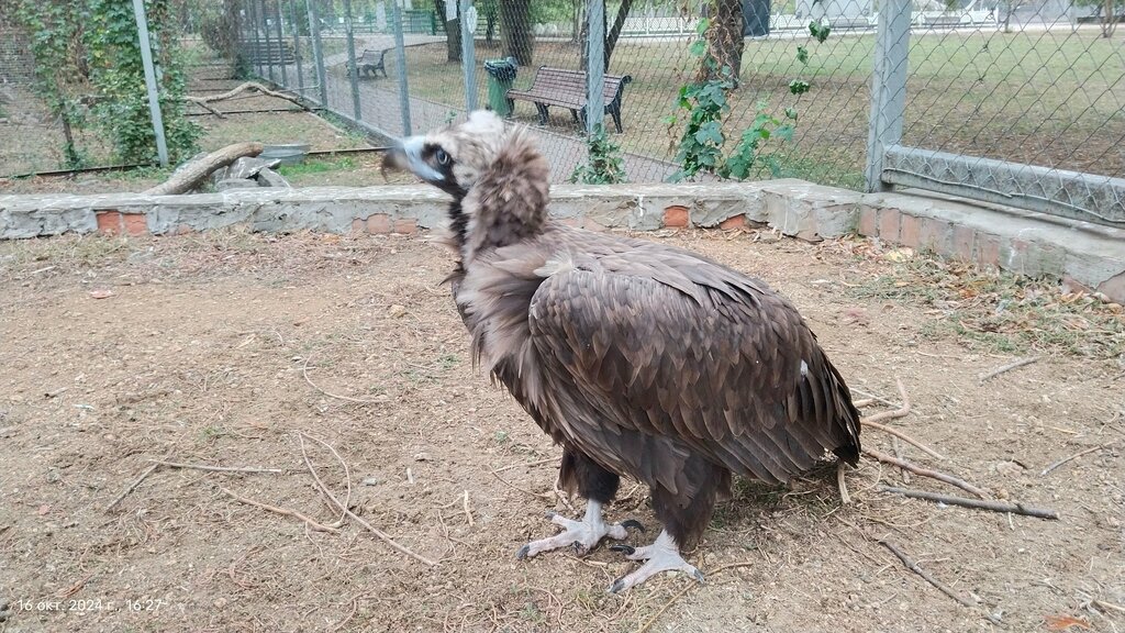 Hayvan muhafazaları Грифы, Rostov‑na‑Donu, foto