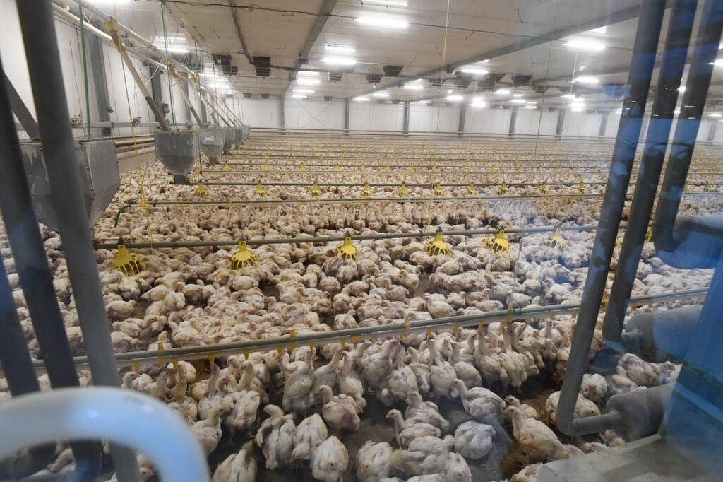 Kümes hayvanları çiftliği Дубрава, Saint‑Petersburg ve Leningradskaya oblastı, foto