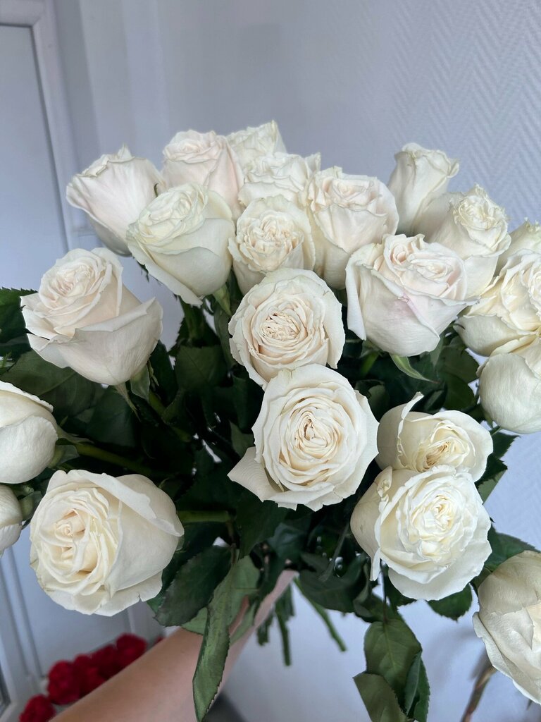 Çiçekçiler Маруся, Arhangelskaya oblastı, foto