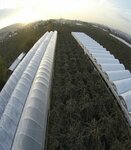 Serapark (Yalova, Çiftlikköy, Taşköprü Beldesi, Taşköprü Merkez Mah.), seracılık  Çiftlikköy'den